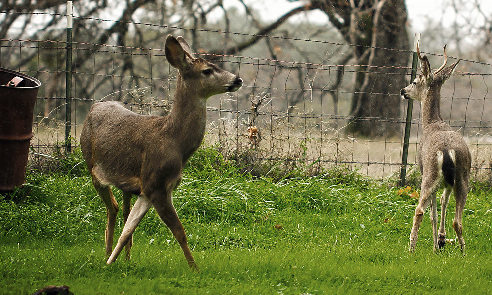 Deer Hobbling – J. L. Lawson & Co.